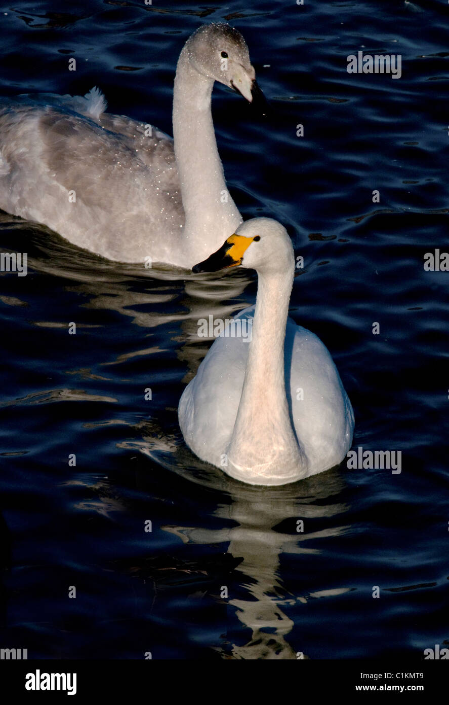 Whooper and bewick’s swan hi-res stock photography and images - Alamy