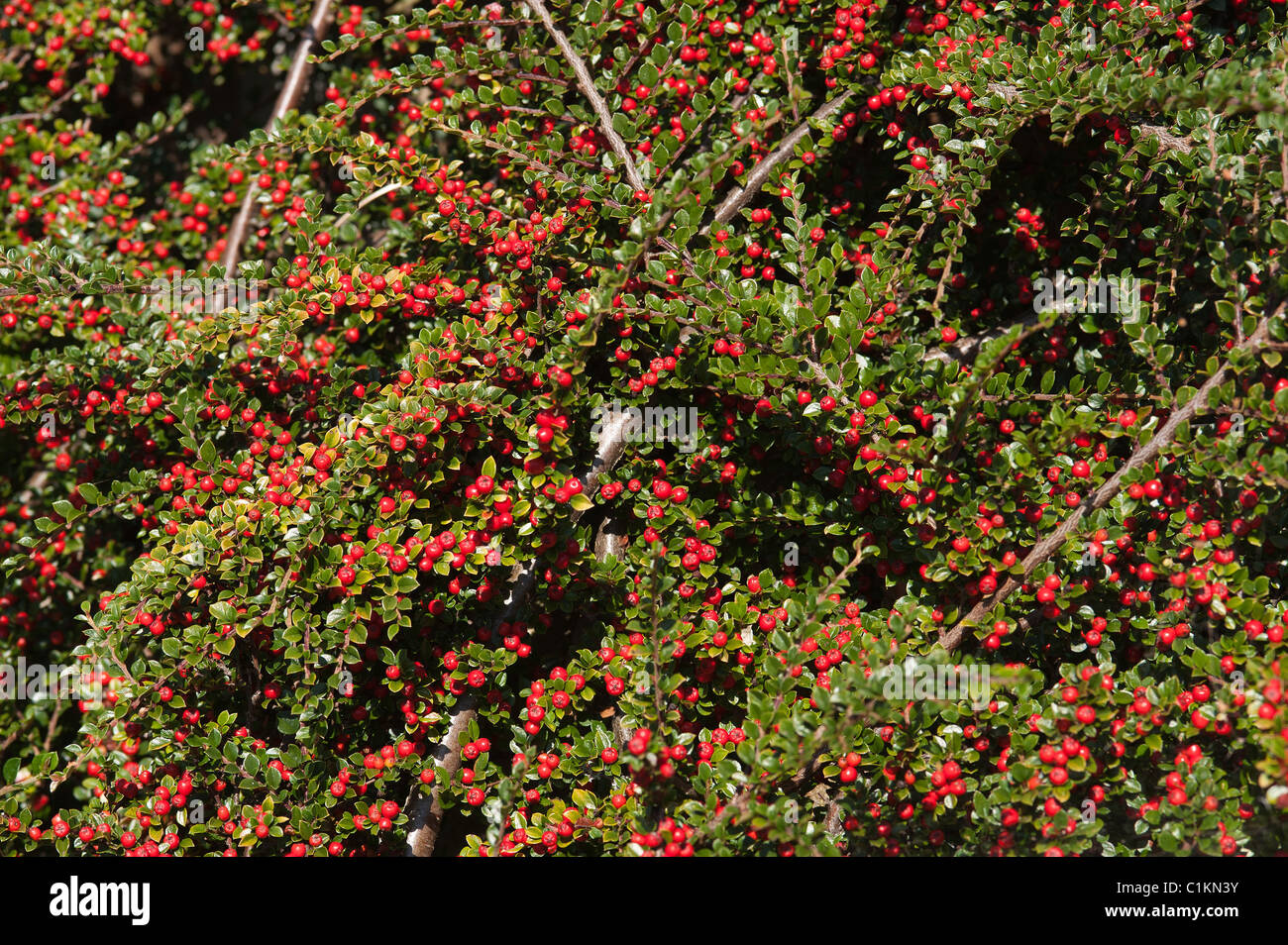 Abundant line lines of red berries cottoneaster shrub a great food ...