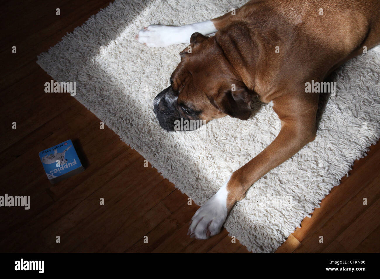 Boxer puppies and mother hi-res stock photography and images - Alamy