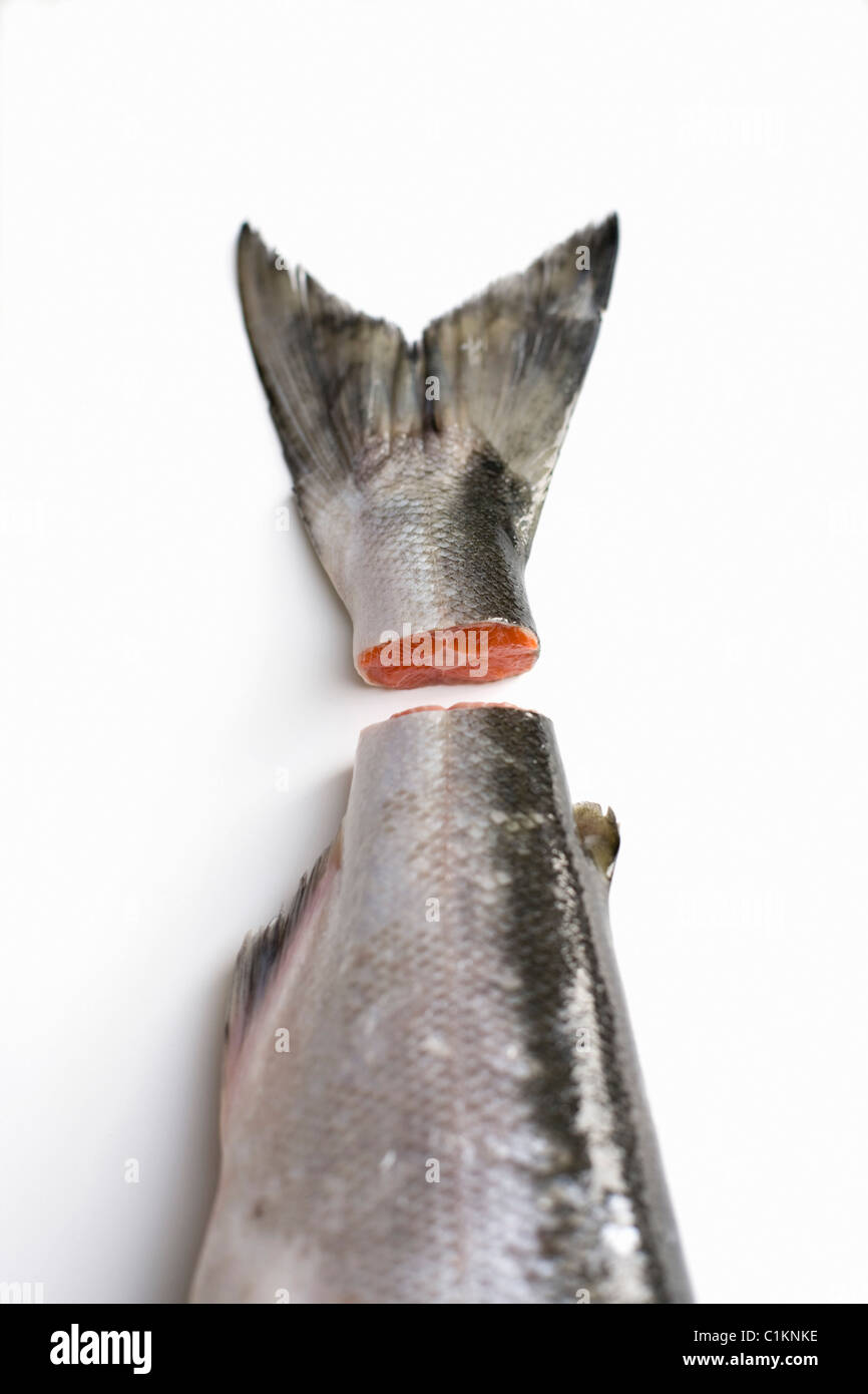 Person Cutting Fish High Resolution Stock Photography and Images - Alamy