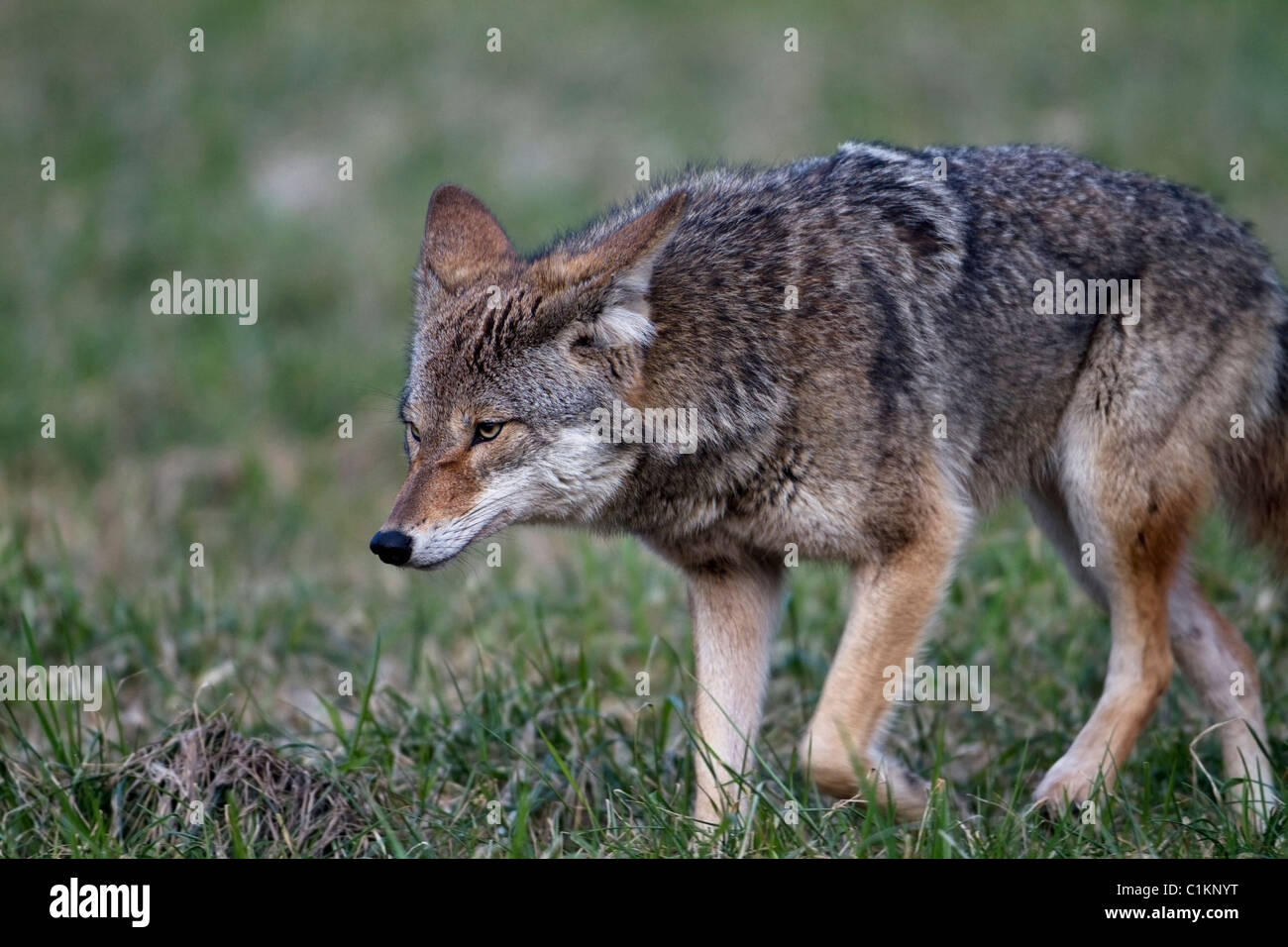 Coyote in field Stock Photo - Alamy