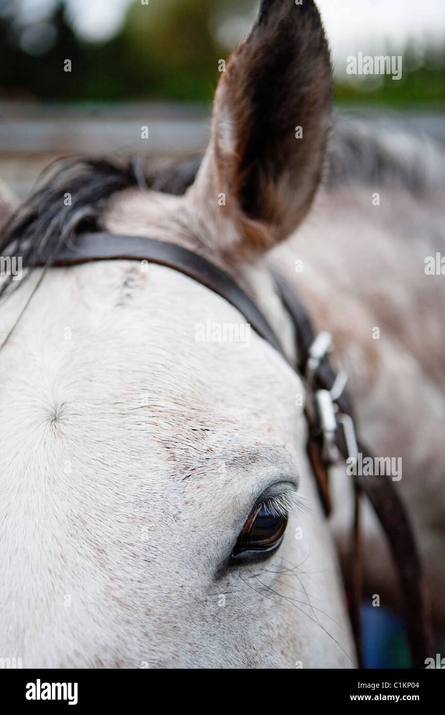 Cropped Horse Head Shot High Resolution Stock Photography and Images ...