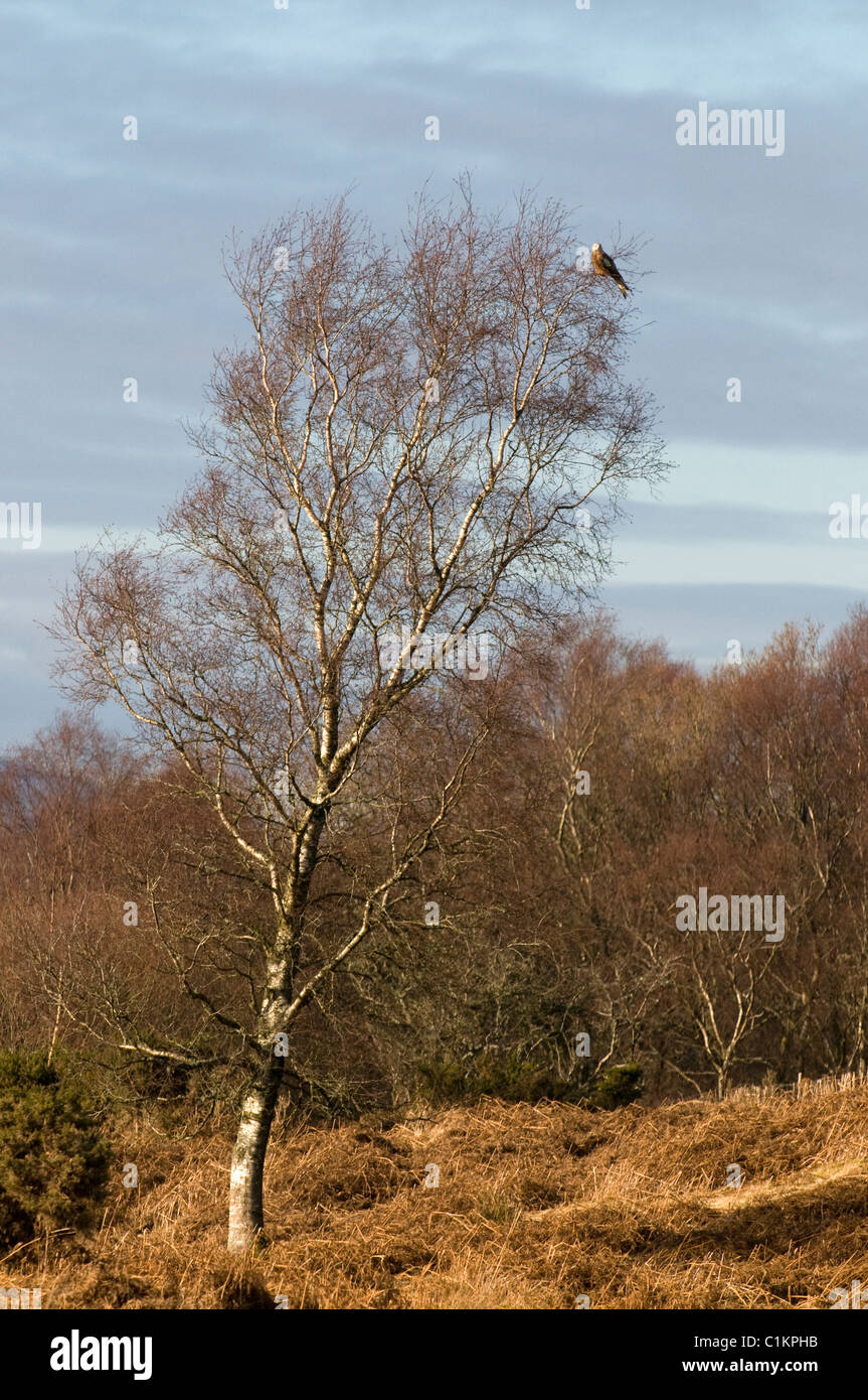 Red kite tree hi-res stock photography and images - Alamy