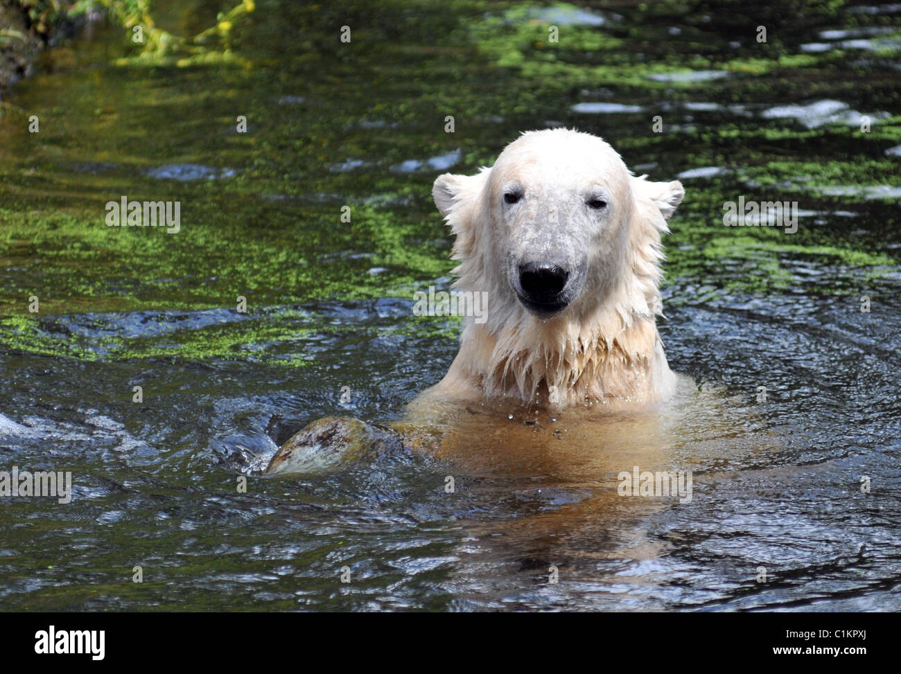 Polar bear Knut wrestling with a log and a rubber boot at Zoo Berlin ...