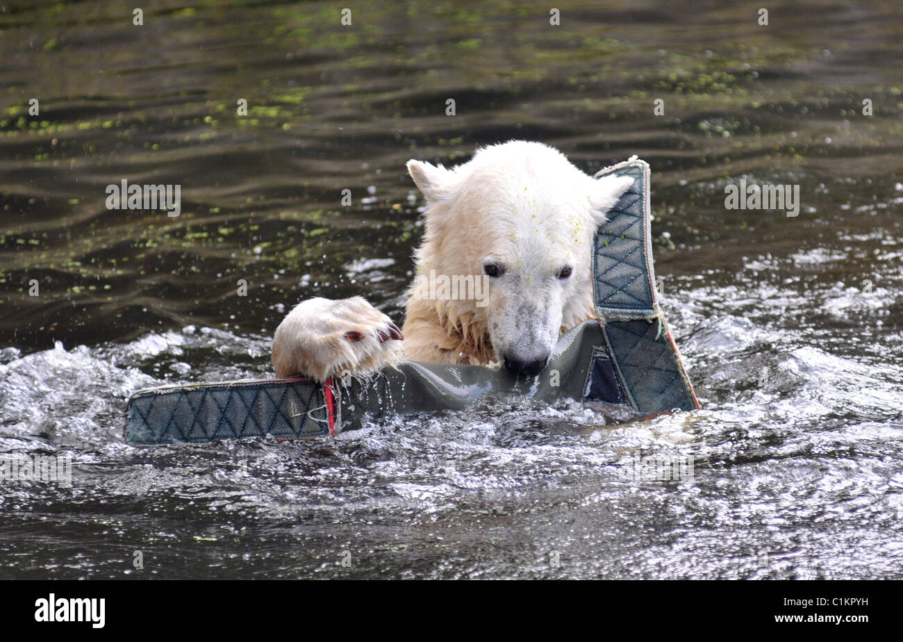 Polar bear Knut wrestling with a log and a rubber boot at Zoo Berlin ...