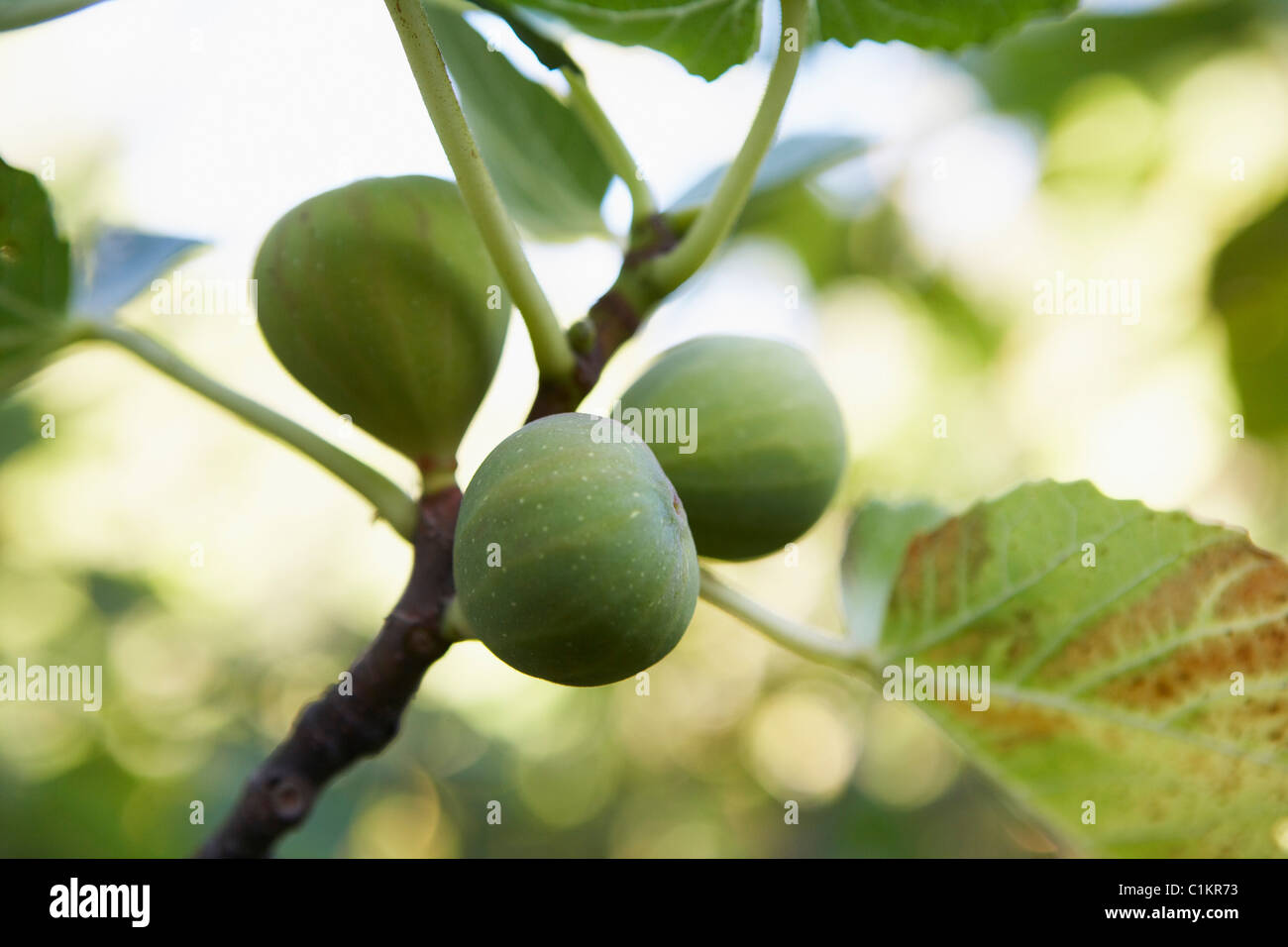fig tree with fruit Stock Photo - Alamy