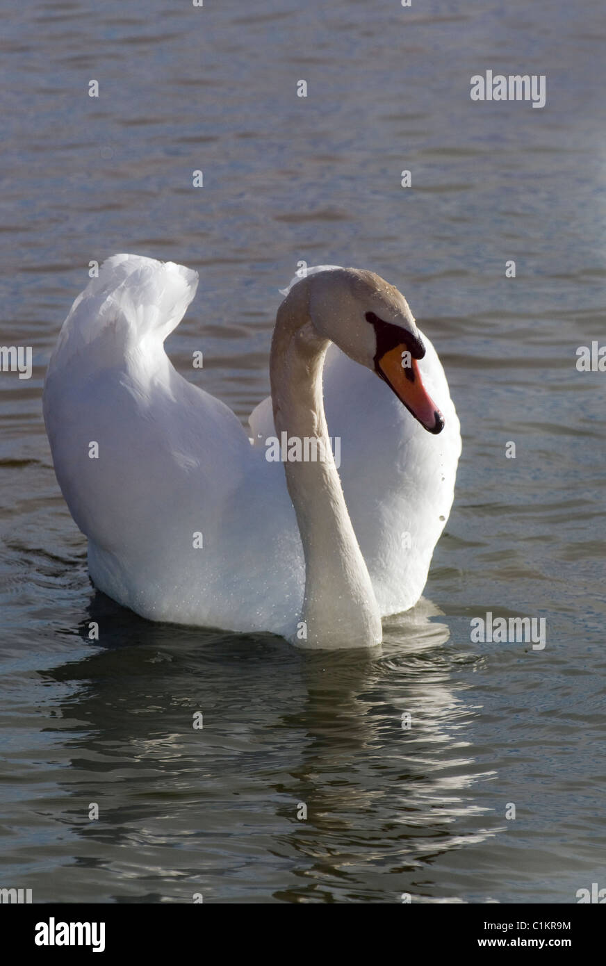 portrait of a male mute swan with wings in display shape on the solway ...