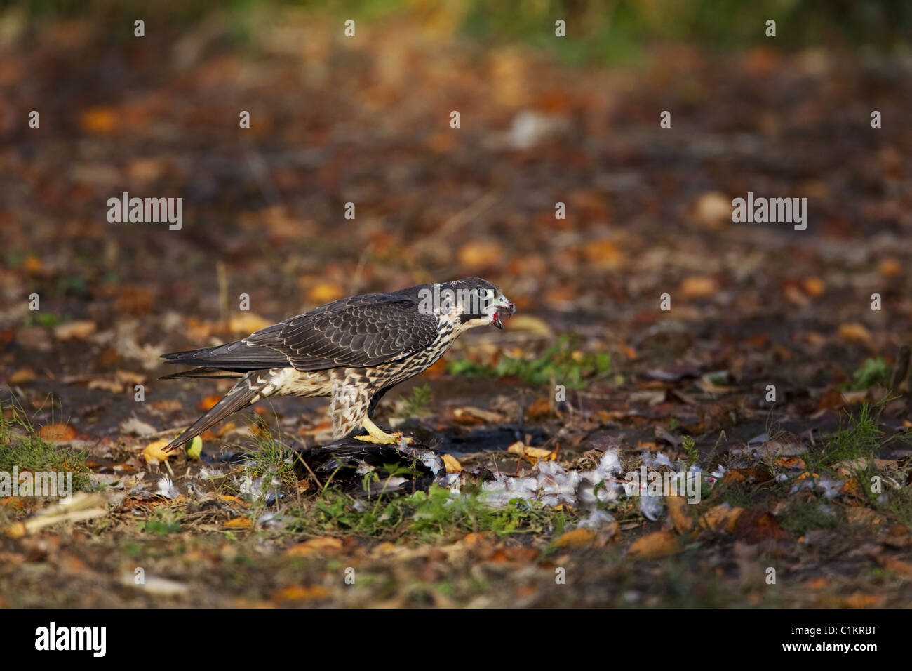 Peregrine falcon eating prey hi-res stock photography and images - Alamy