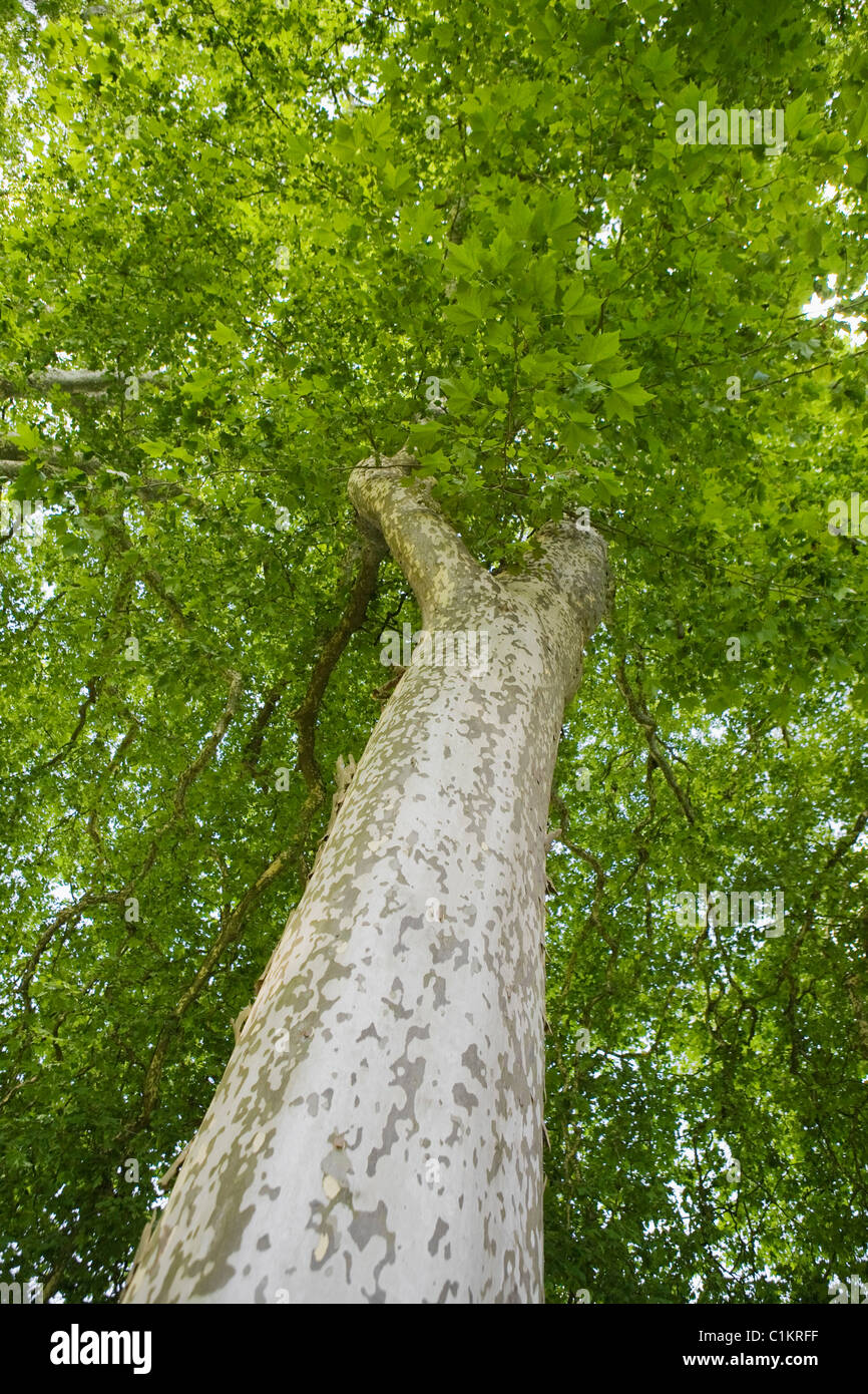Plane tree without leaves hi-res stock photography and images - Alamy