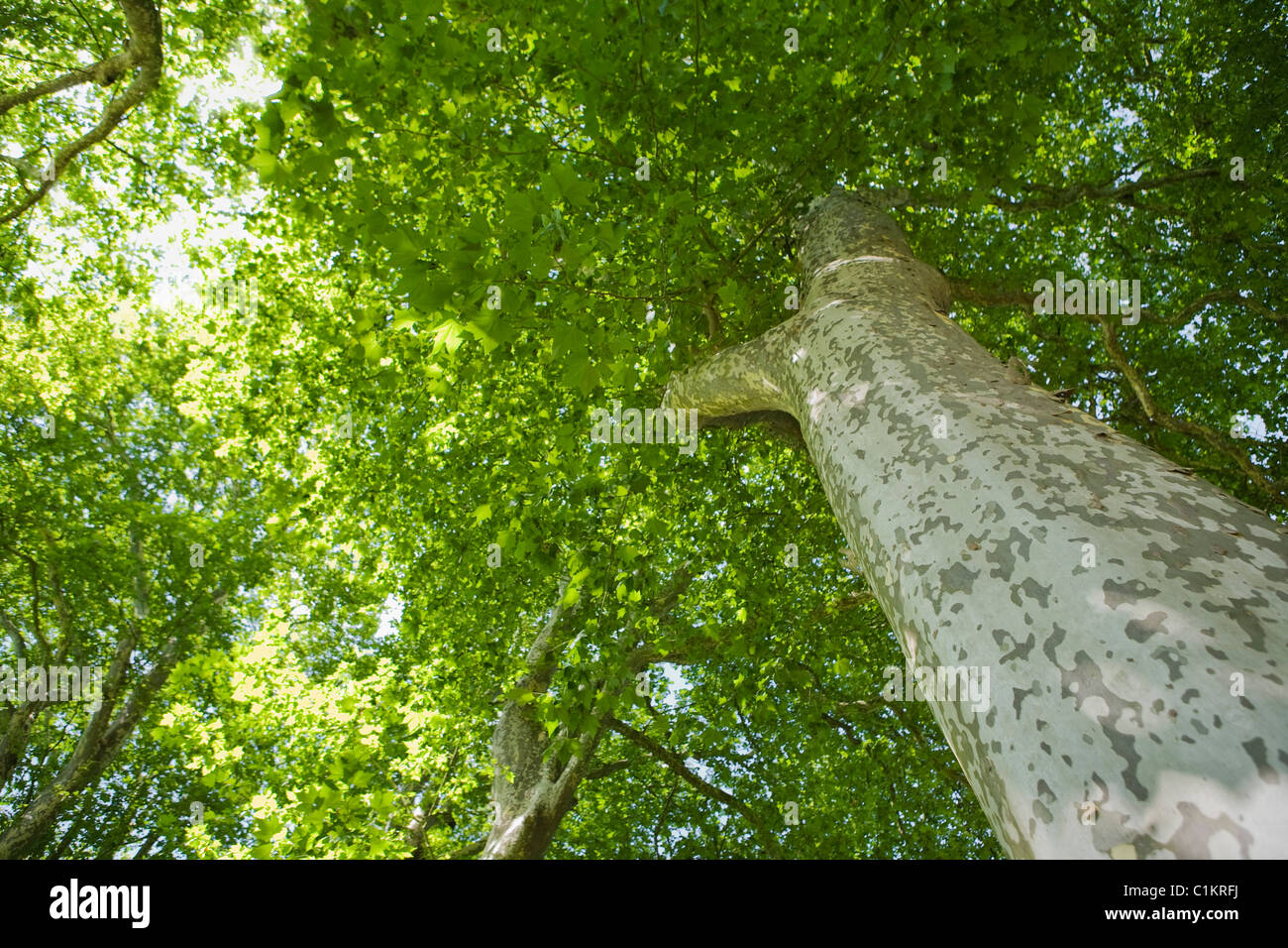 Plane tree without leaves hi-res stock photography and images - Alamy