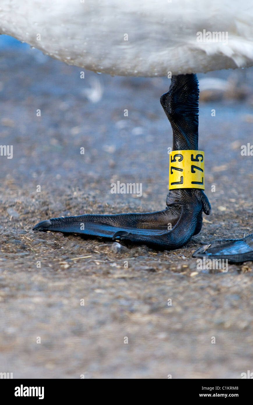 White leg feathering hi-res stock photography and images - Alamy