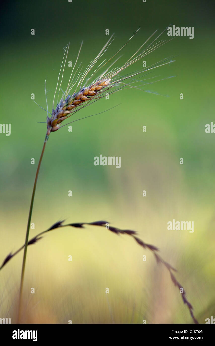 Wheat starch hi-res stock photography and images - Alamy