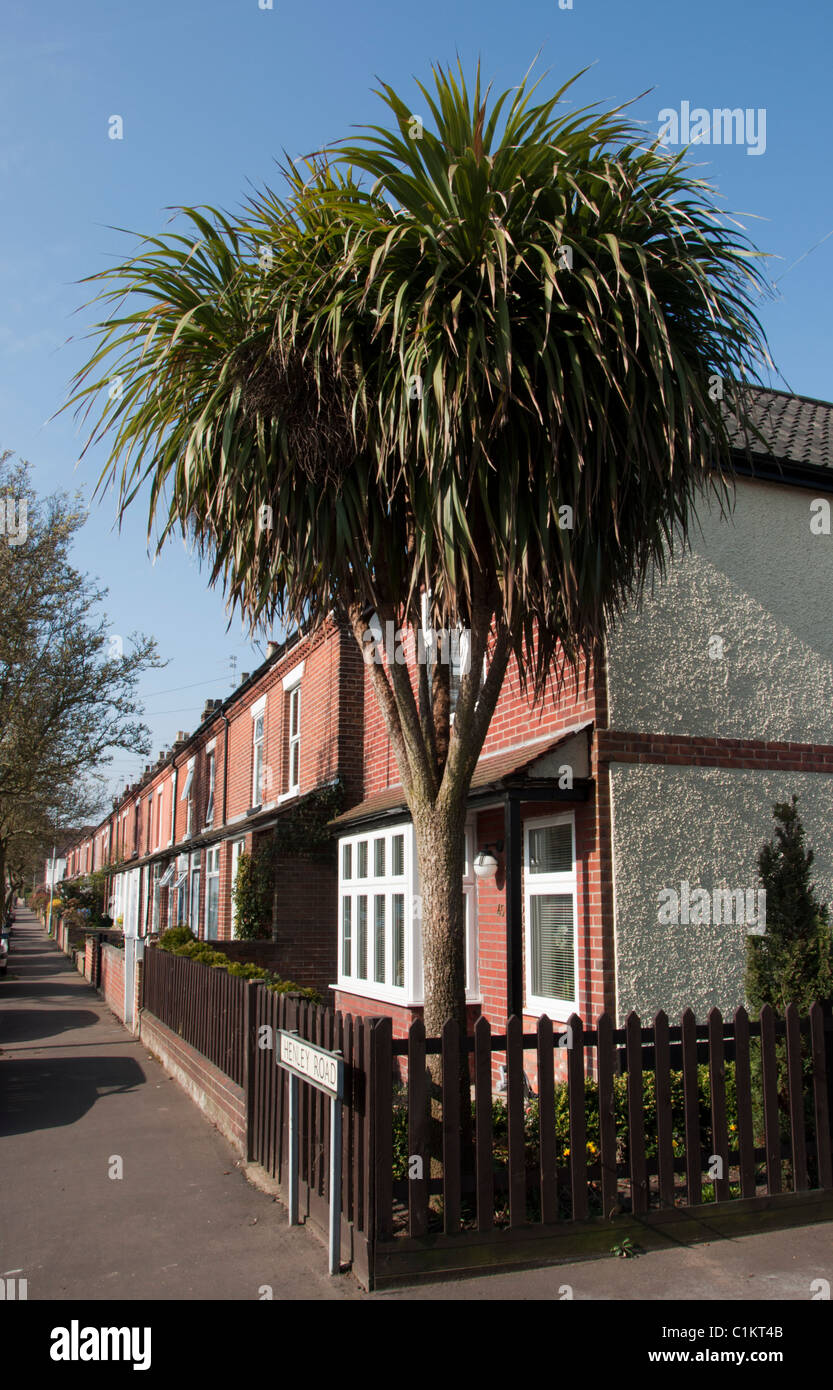 Yucca tree hi-res stock photography and images - Alamy