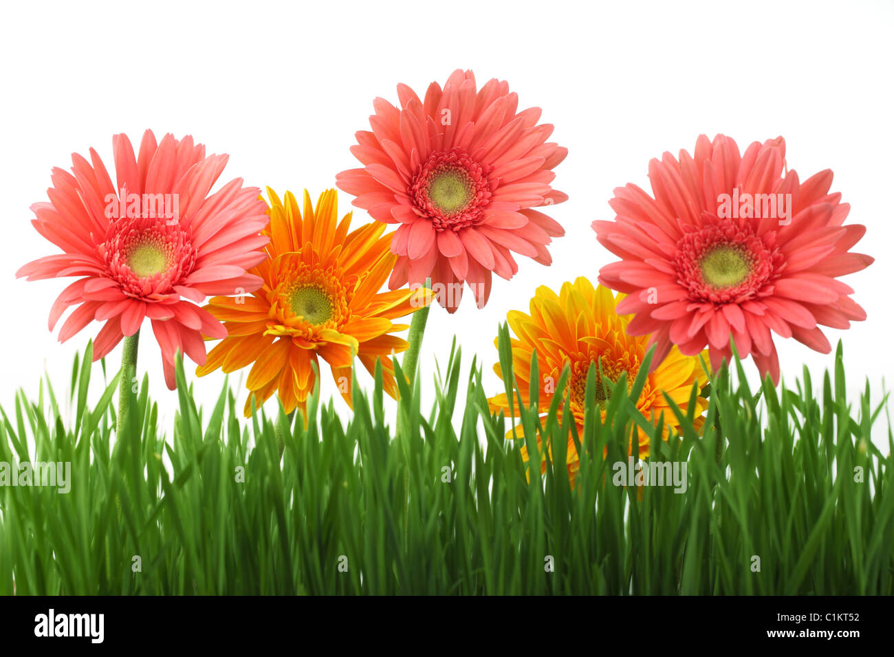 Spring flowers background Stock Photo - Alamy