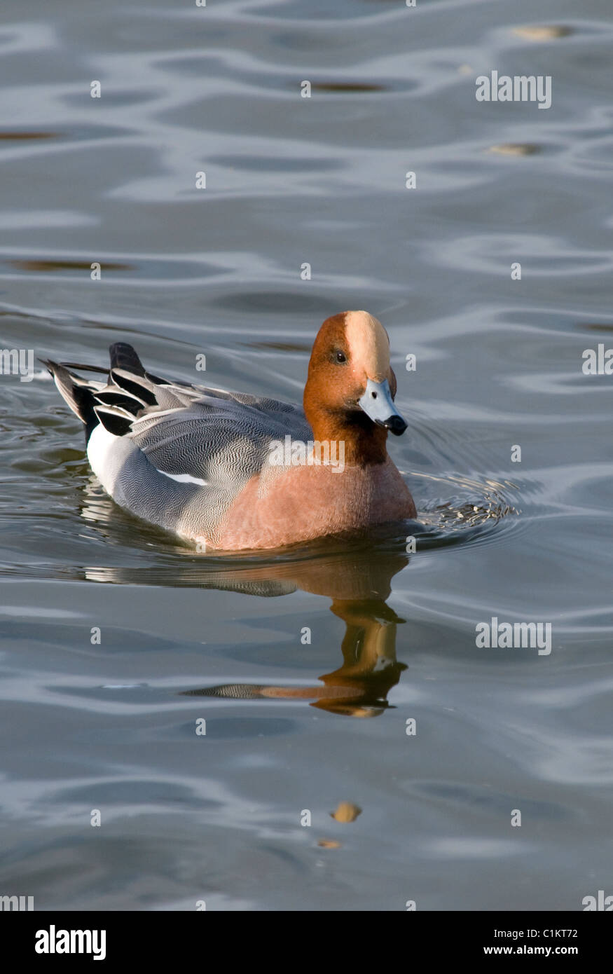Male Wigeon High Resolution Stock Photography and Images - Alamy