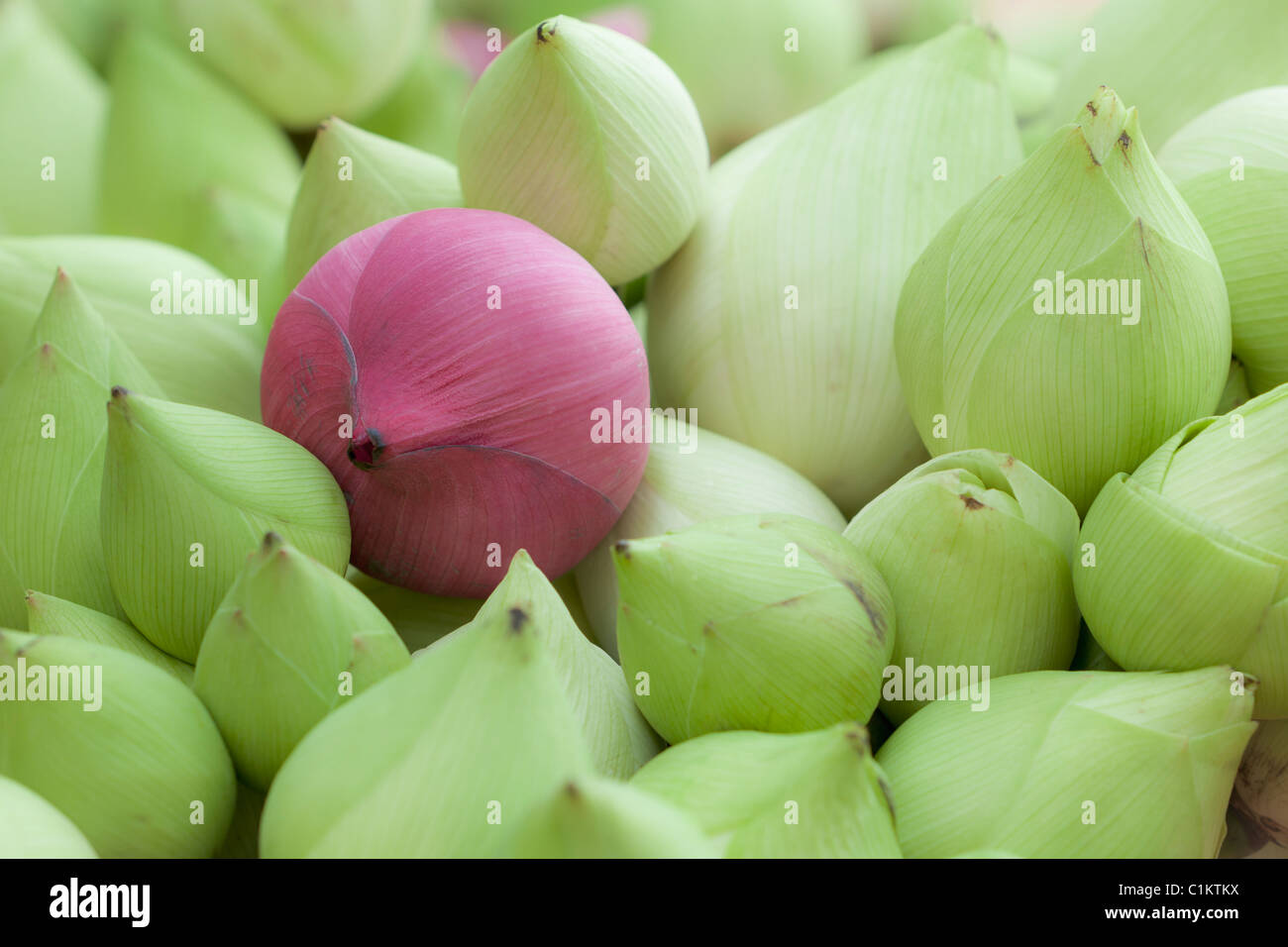 Bunch of colorful lotus buds,Thailand Stock Photo - Alamy