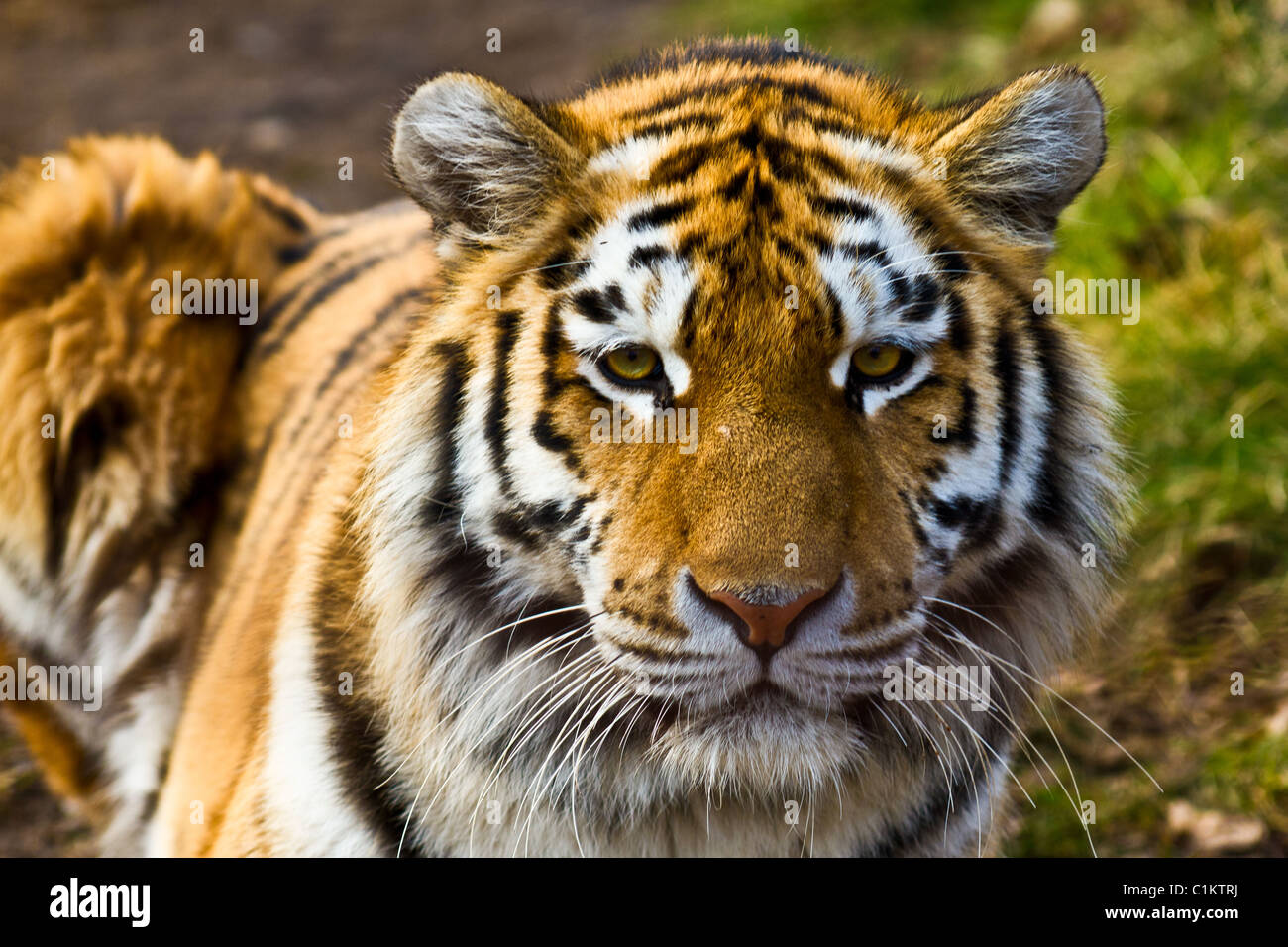 Tiger nose hi-res stock photography and images - Alamy