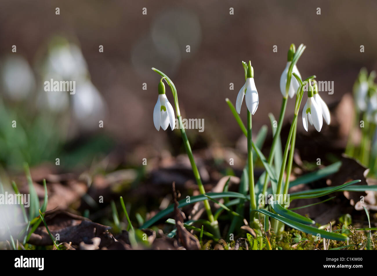Snowdrops in early spring Stock Photo - Alamy