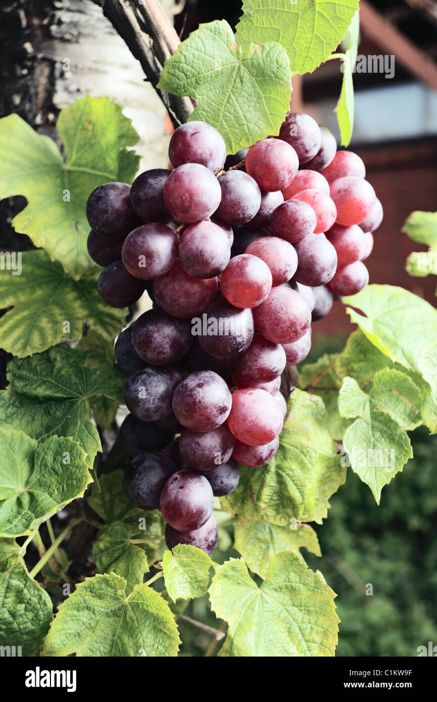 ripe red grape in vineyard Stock Photo - Alamy