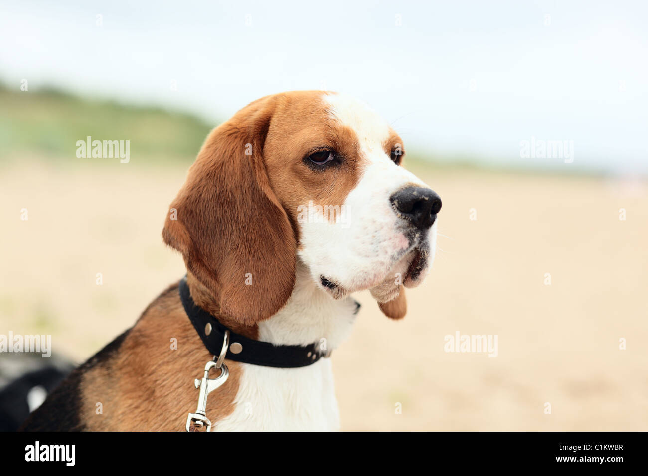 Beagle profile hi-res stock photography and images - Alamy