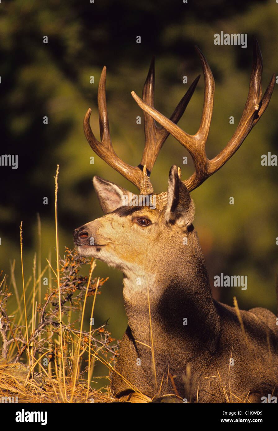 Mule Deer Buck Portrait Stock Photo - Alamy