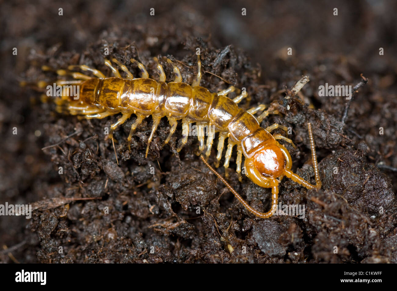 Centipede (Lithobius variegatus), UK Stock Photo - Alamy