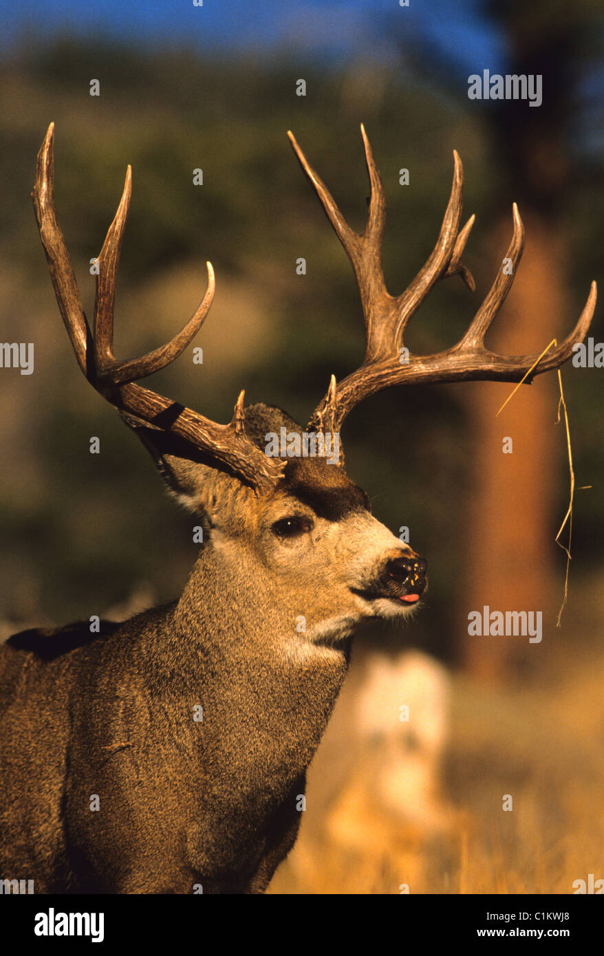 Mule Deer Buck Portrait Stock Photo - Alamy