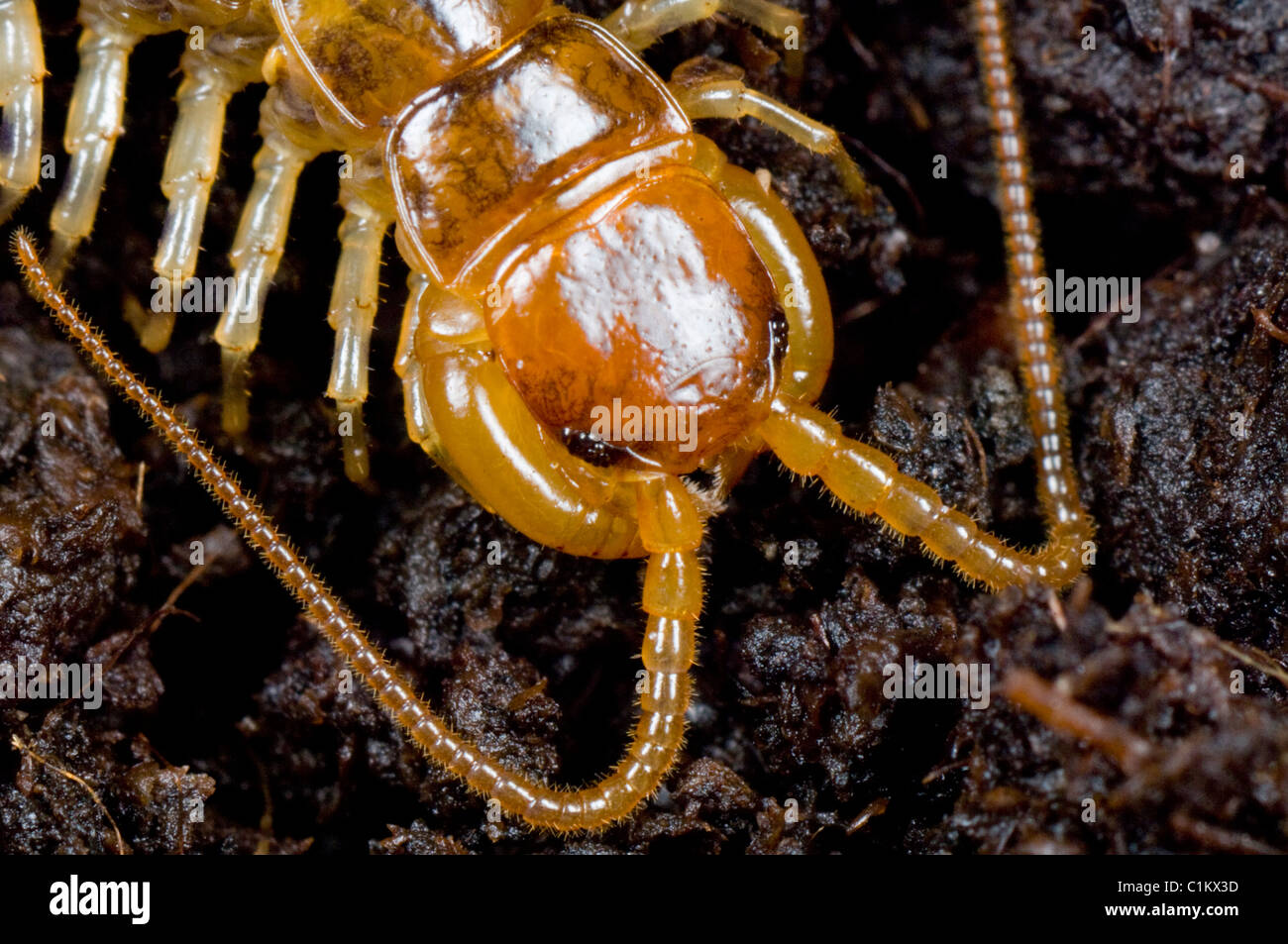 Centipede (Lithobius variegatus), UK Stock Photo - Alamy