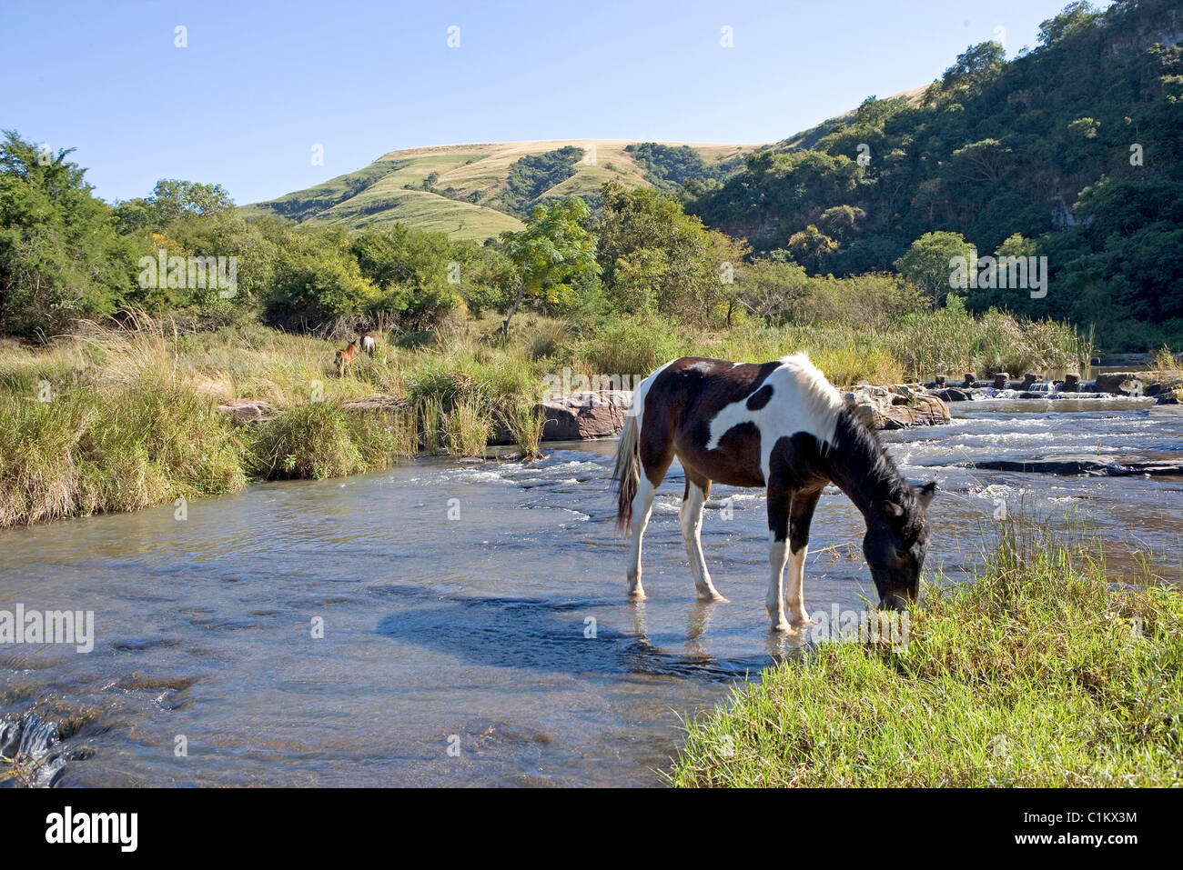 South Africa Kwazulu-Natal province the Simunye zulu village where ...