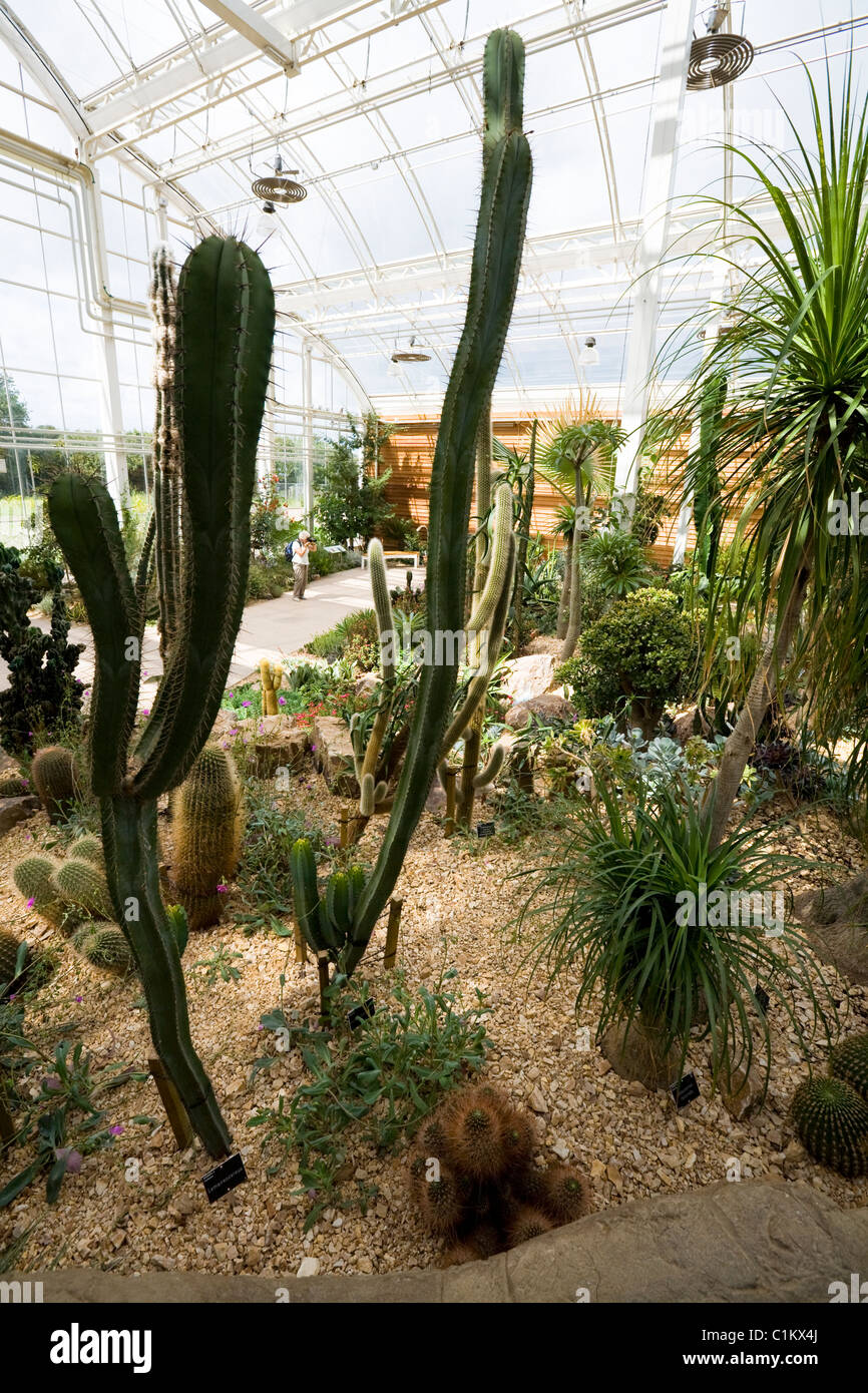Wisley glasshouse cactus hi-res stock photography and images - Alamy