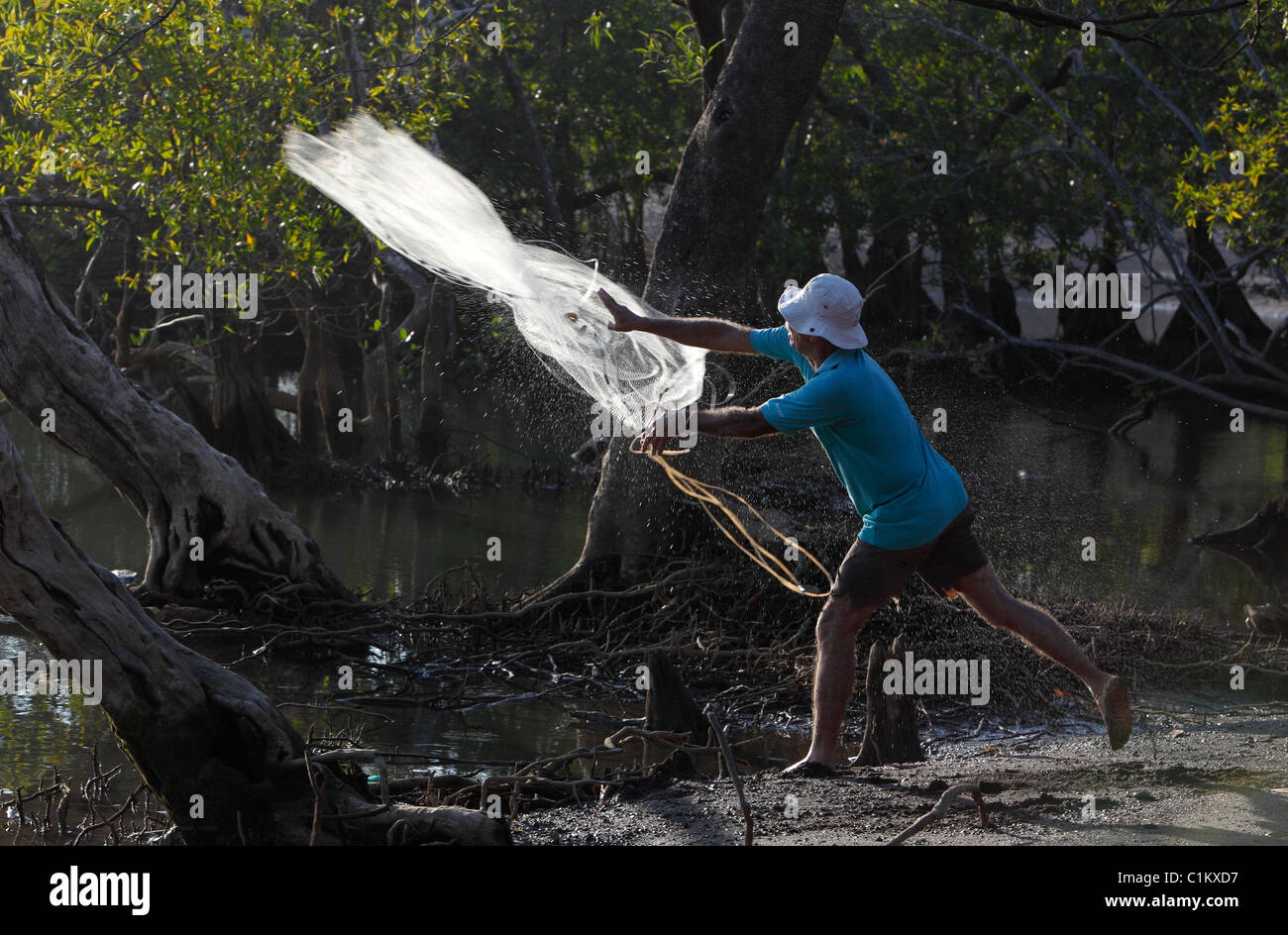 A fisherman casts a fishing net into a mangrove inlet near Samara ...