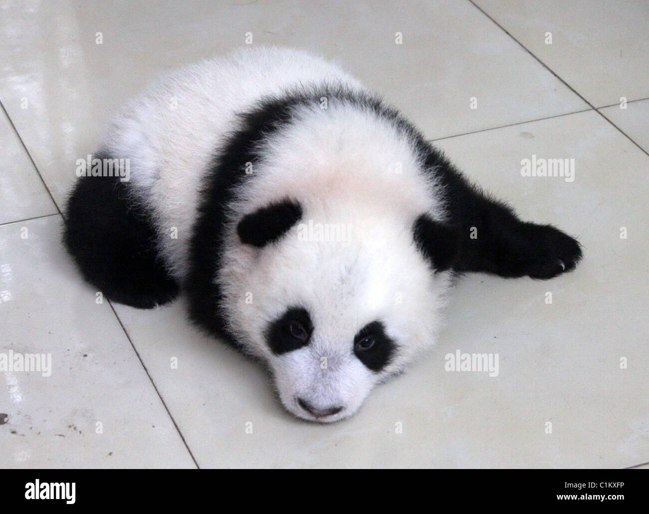 Panda kindergarten Baby pandas play at a special kindergarten in Ya`an ...