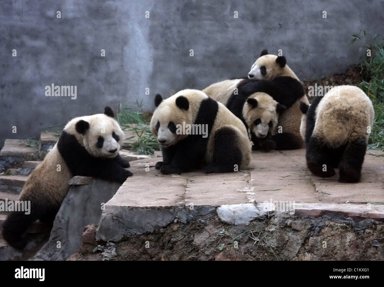 Panda kindergarten Baby pandas play at a special kindergarten in Ya`an ...