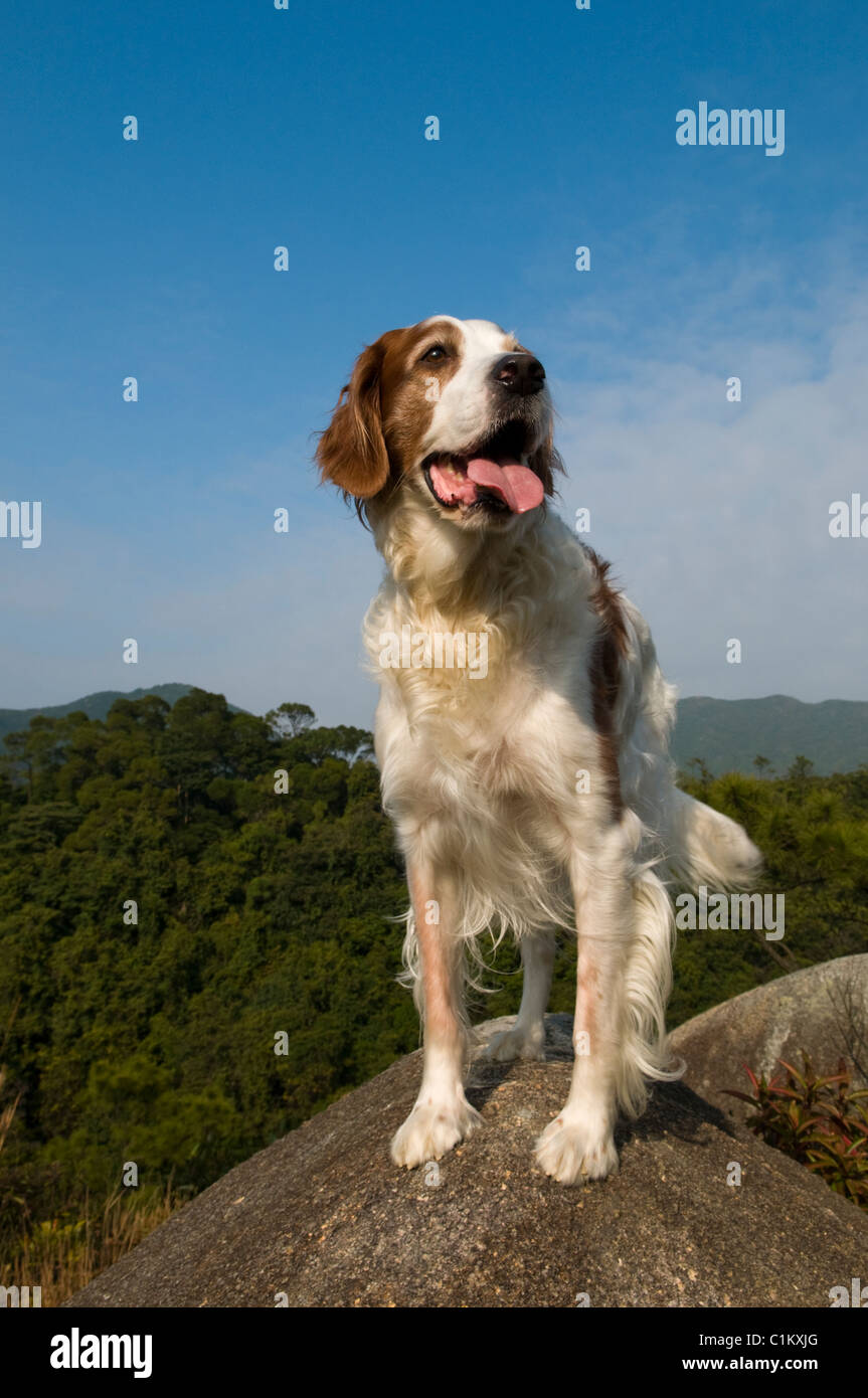 A red and white Irish setter dog Stock Photo - Alamy