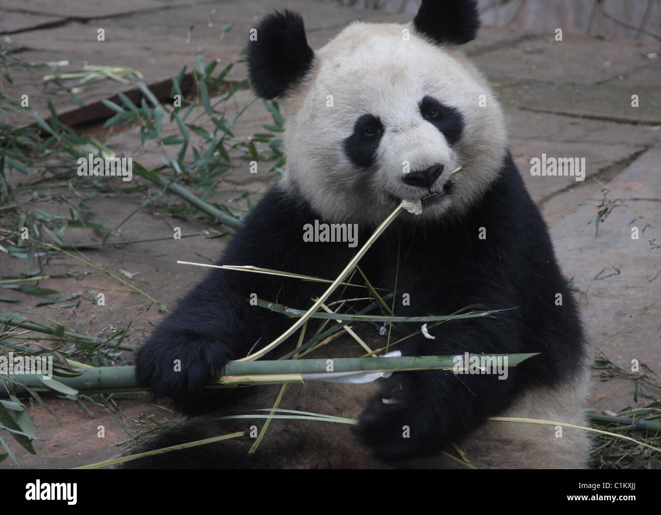 Panda kindergarten Baby pandas play at a special kindergarten in Ya`an ...