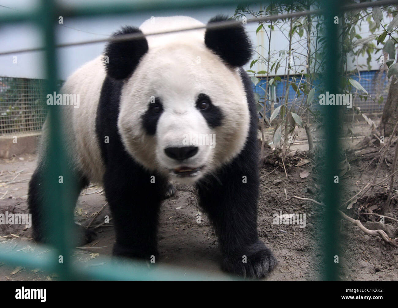 Panda kindergarten Baby pandas play at a special kindergarten in Ya`an ...