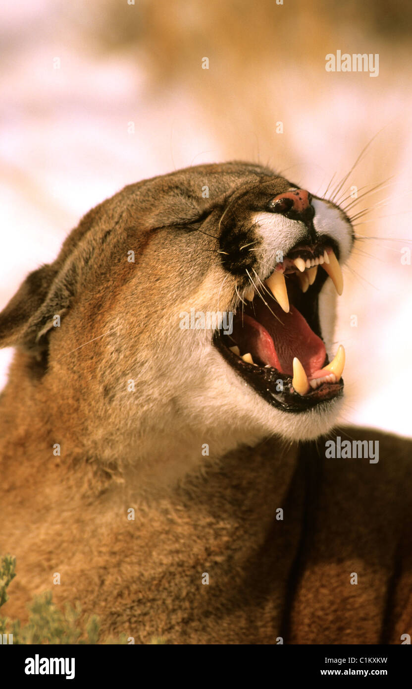 Snarling cougar hi-res stock photography and images - Alamy