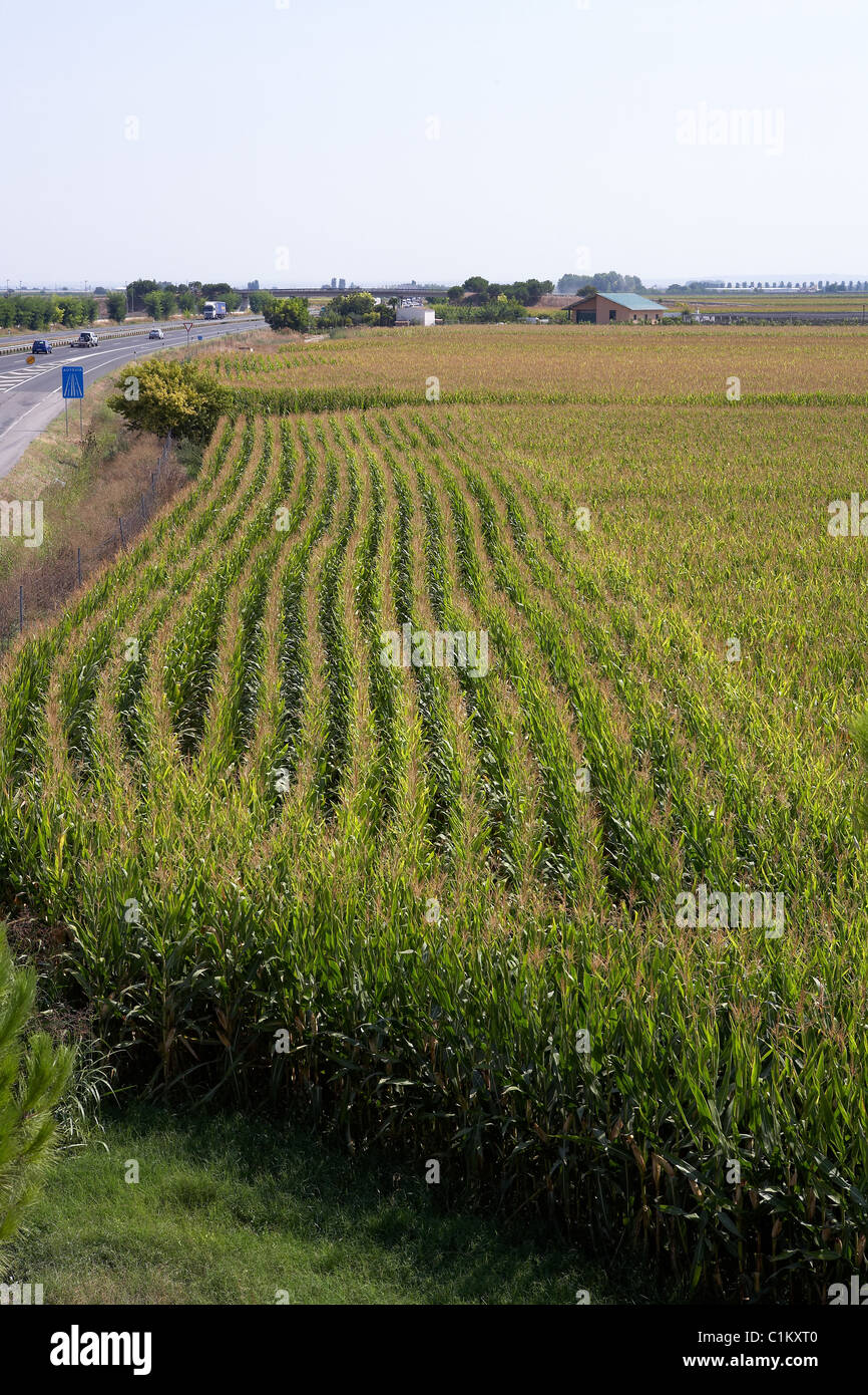 Maize field. LLeida. Spain Stock Photo - Alamy