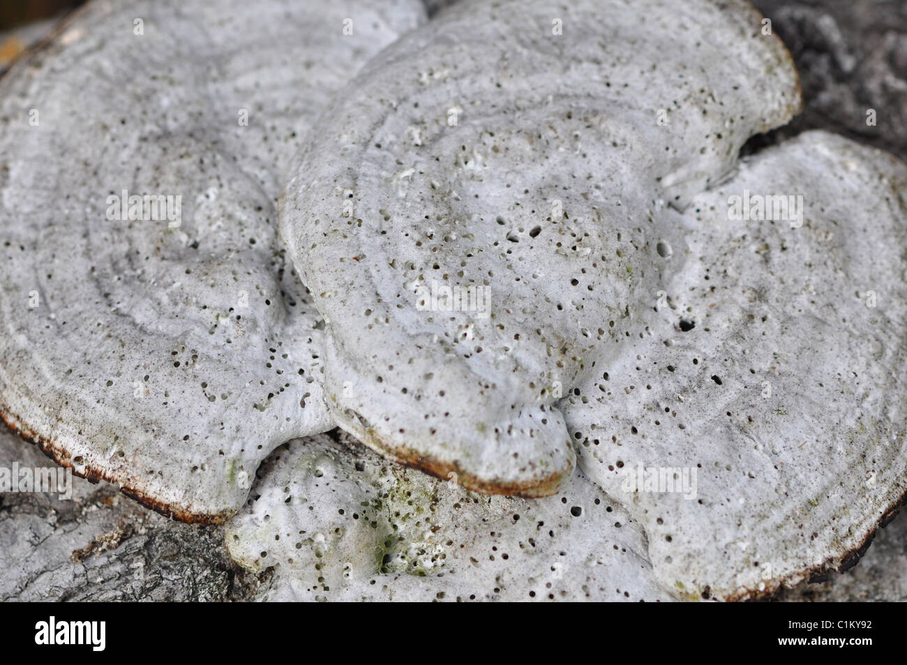 Round fungus in nature hi-res stock photography and images - Alamy