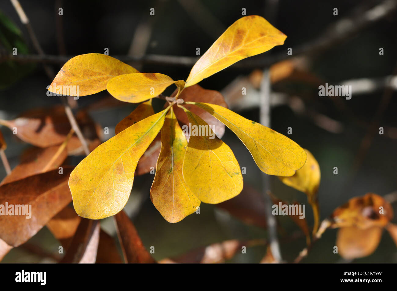 closeup of a group of yellow fall leaves in the sunlight Stock Photo ...