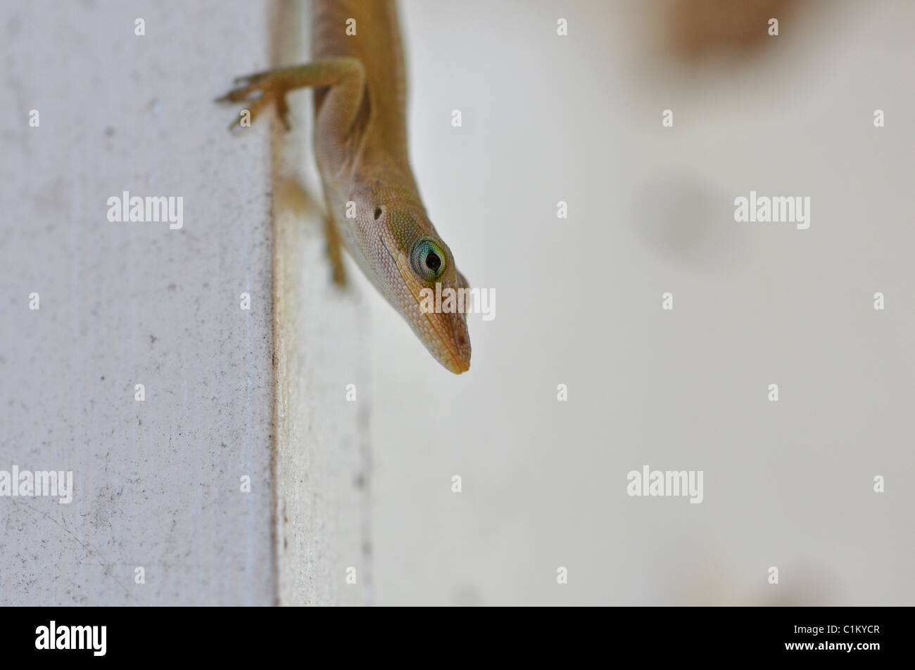 macro of a single green anole (Polychrotidae) on a neutral background ...