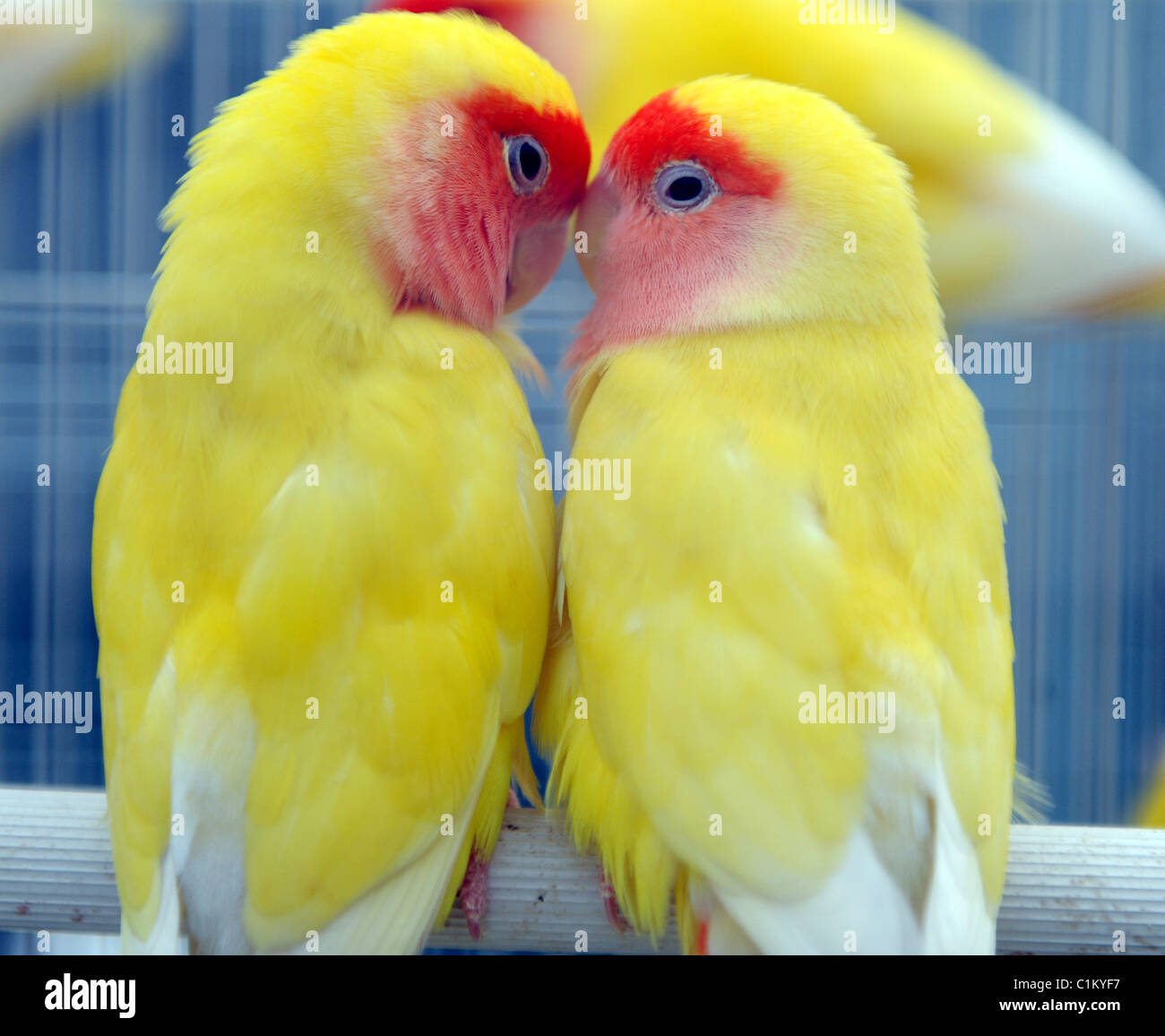A pair of parrots have become very good friends at a zoo in Beijing ...