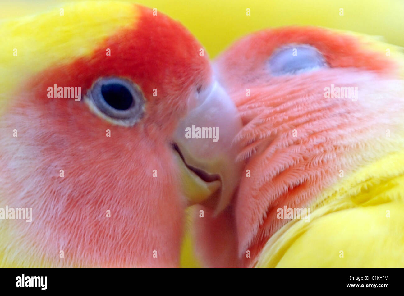 Friends of the zoo hi-res stock photography and images - Alamy