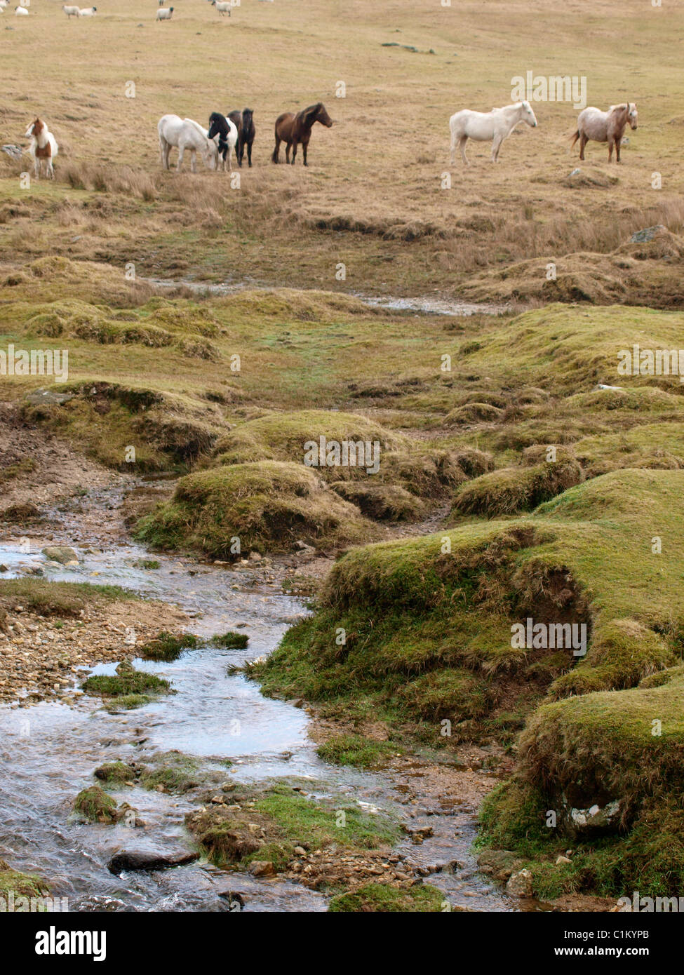 Moorland Ponies on Bodmin Moor, Cornwall, UK Stock Photo - Alamy