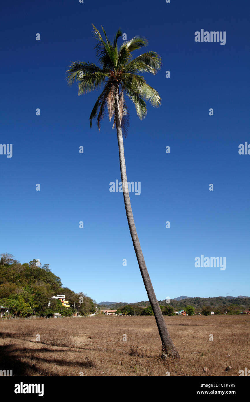 Lone palm tree in a field, Samara, Nicoya Peninsula, Costa Rica Stock ...
