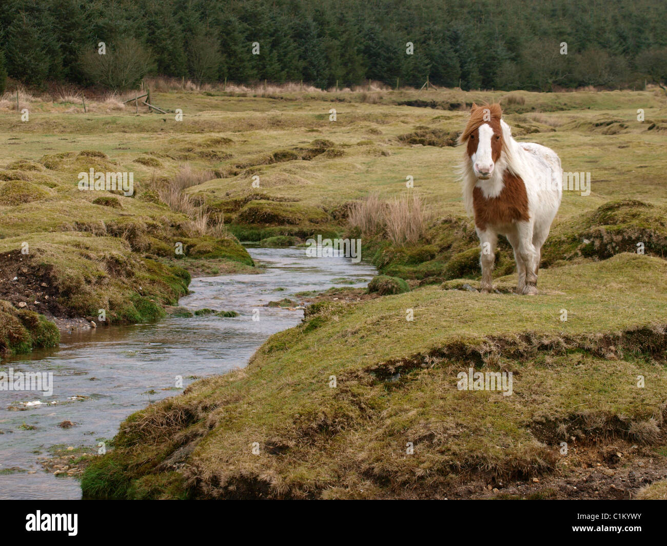 Moorland pony beside a stream on Bodmin Moor, Cornwall, UK Stock Photo ...