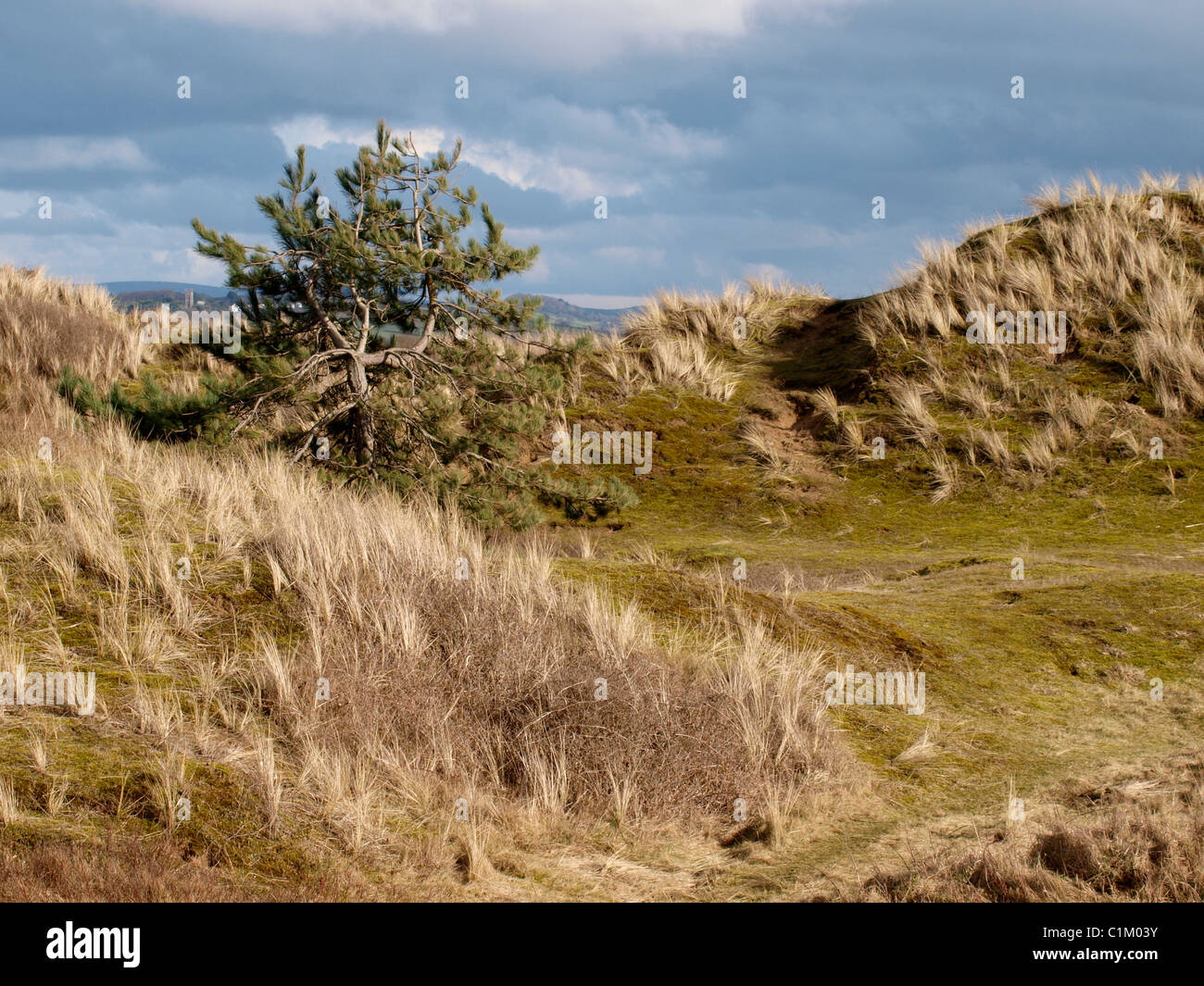 Braunton Burrows, Sand dunes, North Devon, UNESCO Biosphere Reserve, UK ...