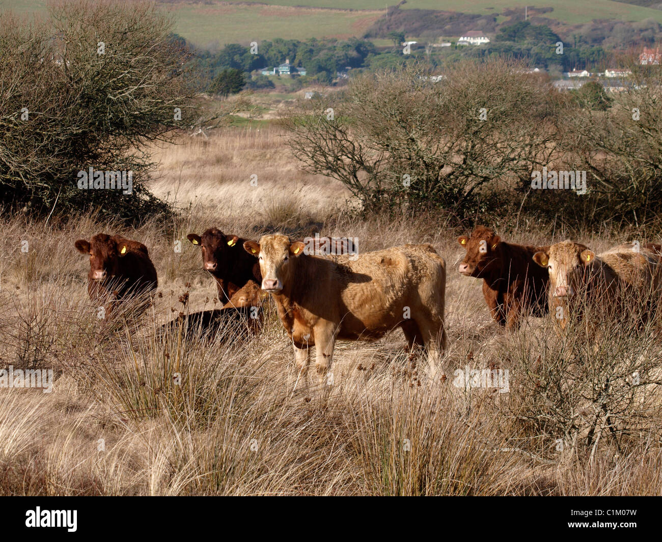 Ruby red Devon cattle grazing on scrub land, braunton burrows, Devon ...