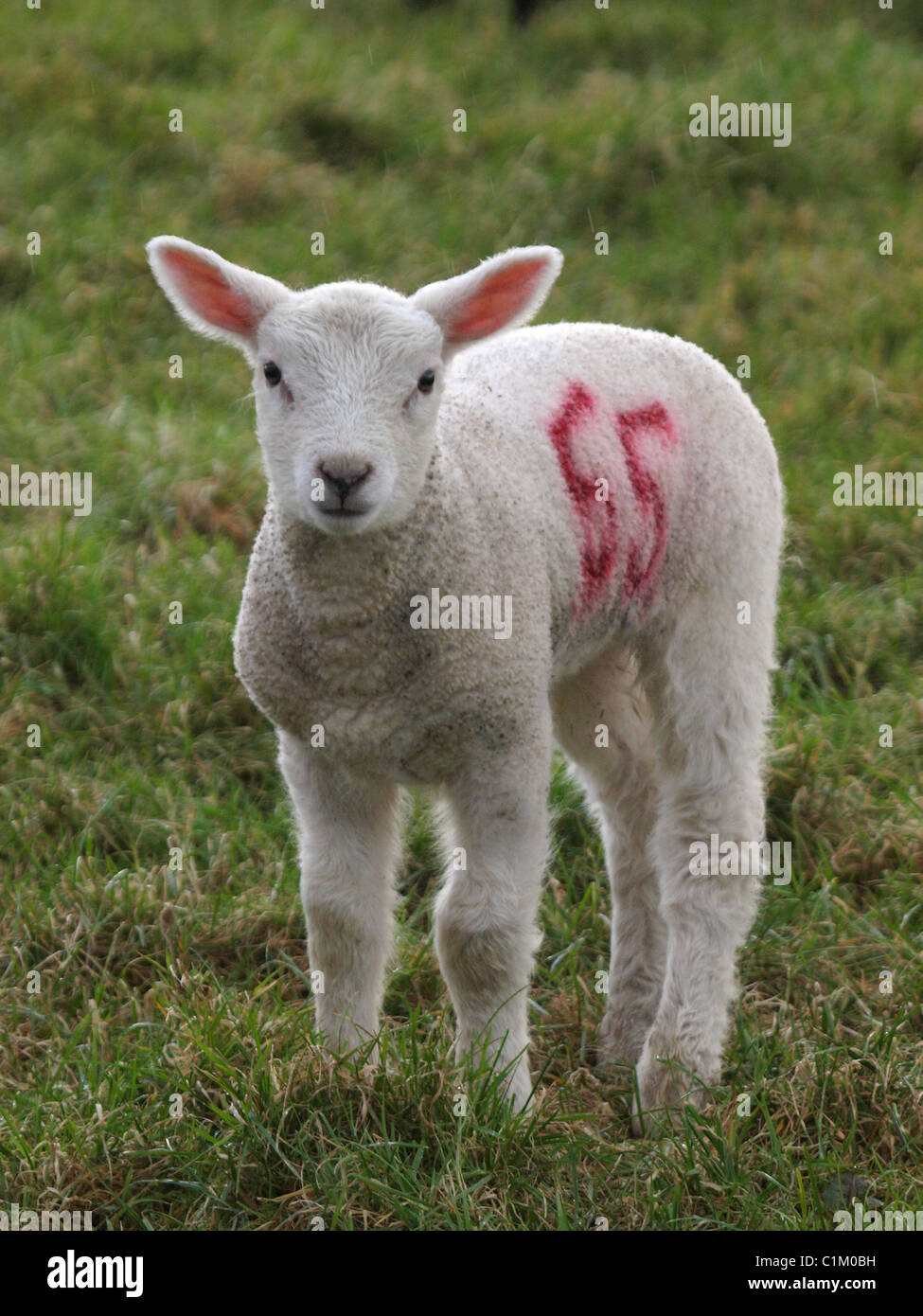 Identifying mark hi-res stock photography and images - Alamy