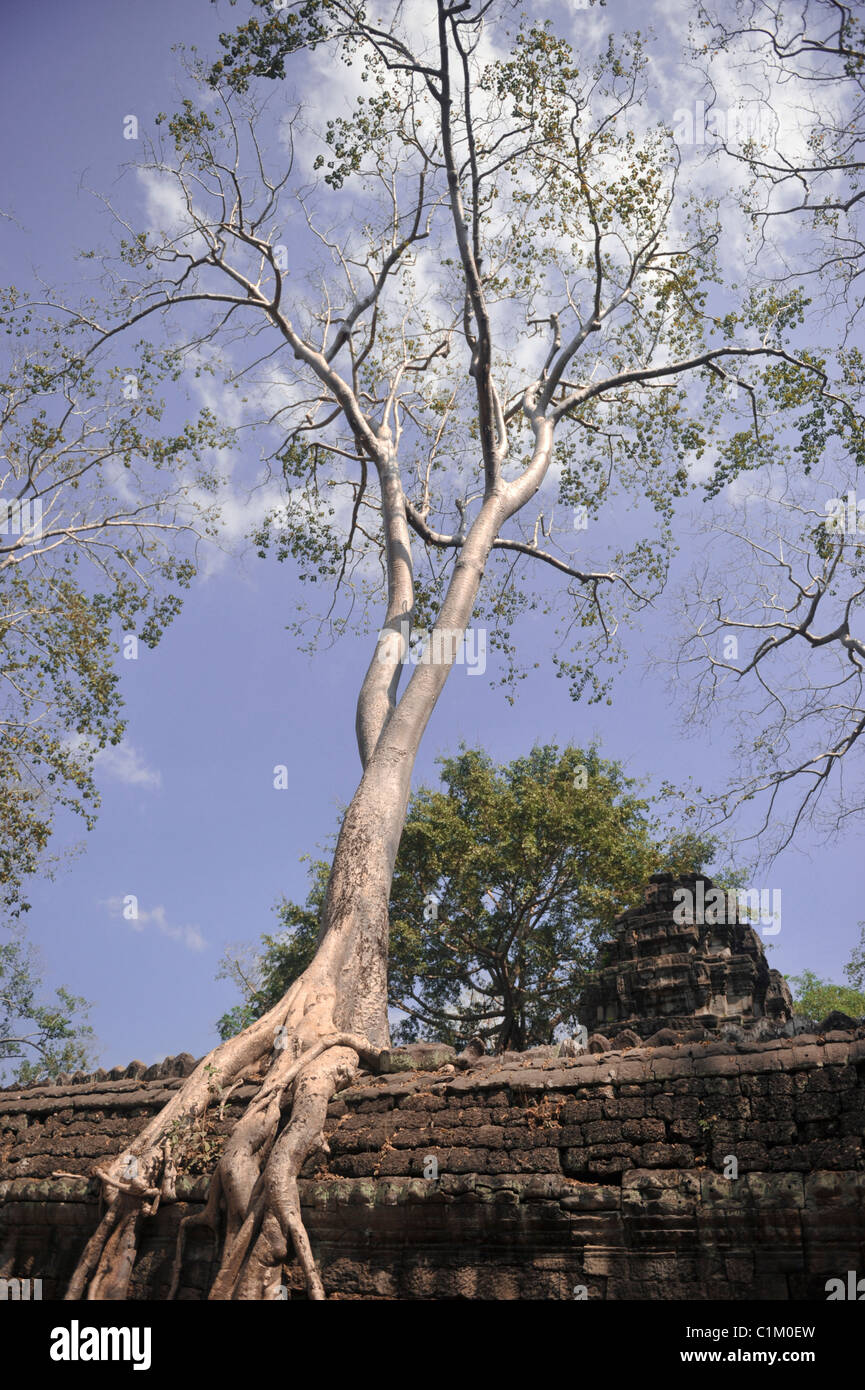 Tree with old roots poring down over the dry stone walling, the ...